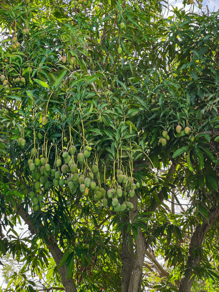 Mango Madness in Cayman - Cayman Restaurants